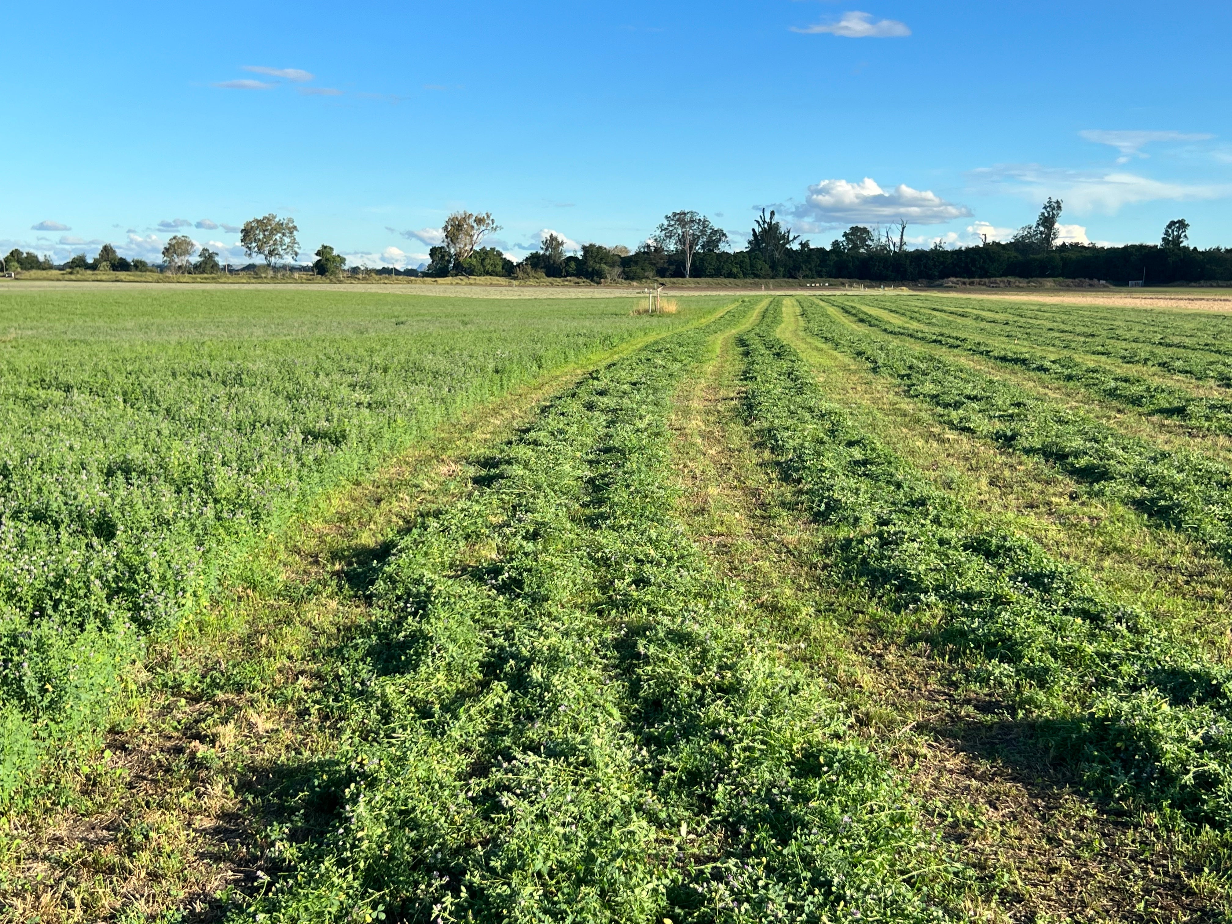 Just Cut - Prime Lucerne-Summer Grass Mix | Warrill View Stock Feed and ...